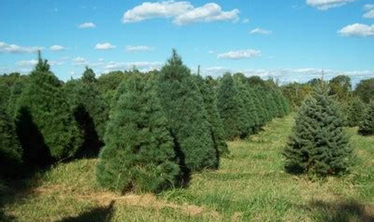 Grow with Milltown Creek Tree Farms: Your Premium Trees