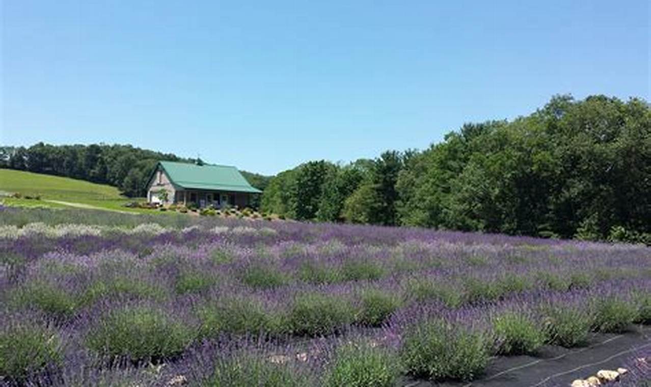 Deep Creek Lavender Farm: Blooms & Beauty Near You!