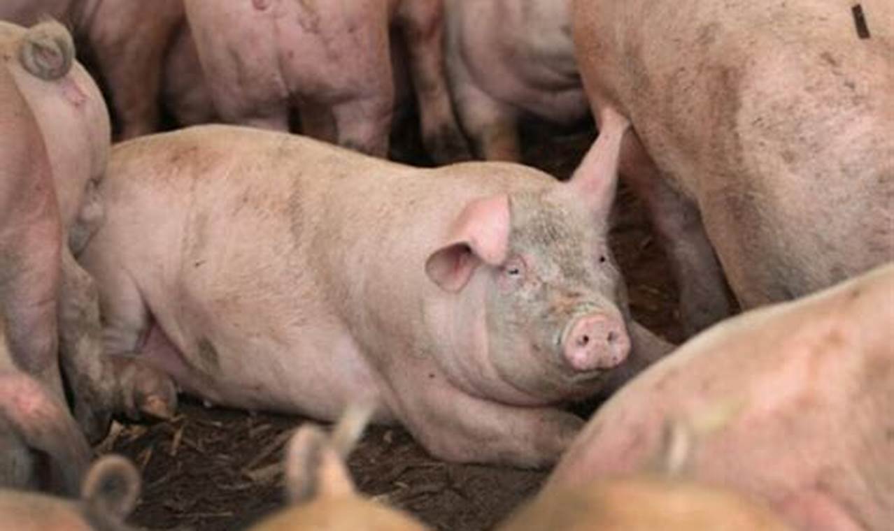 Indiana Animal Farm Bill: Inspection Rules & More