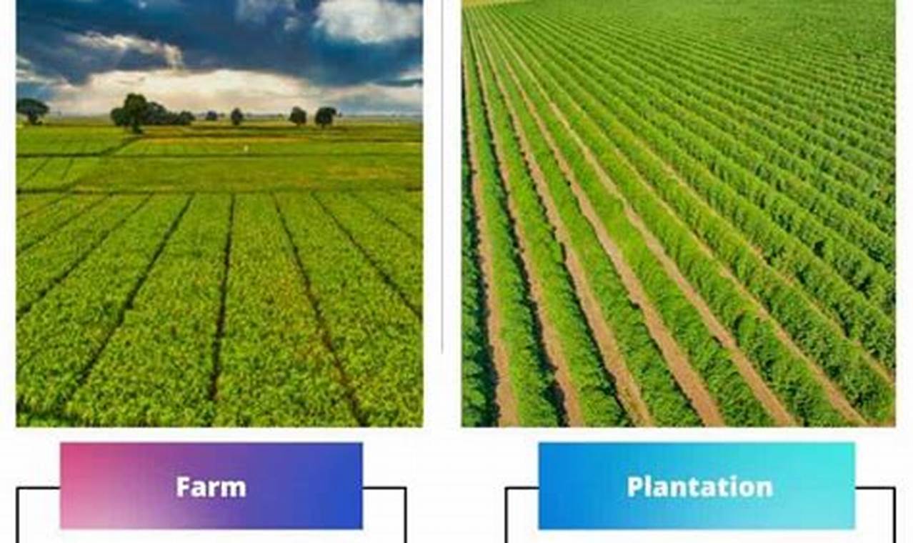 Unveiling the Plantation vs Farm: Key Farming Differences