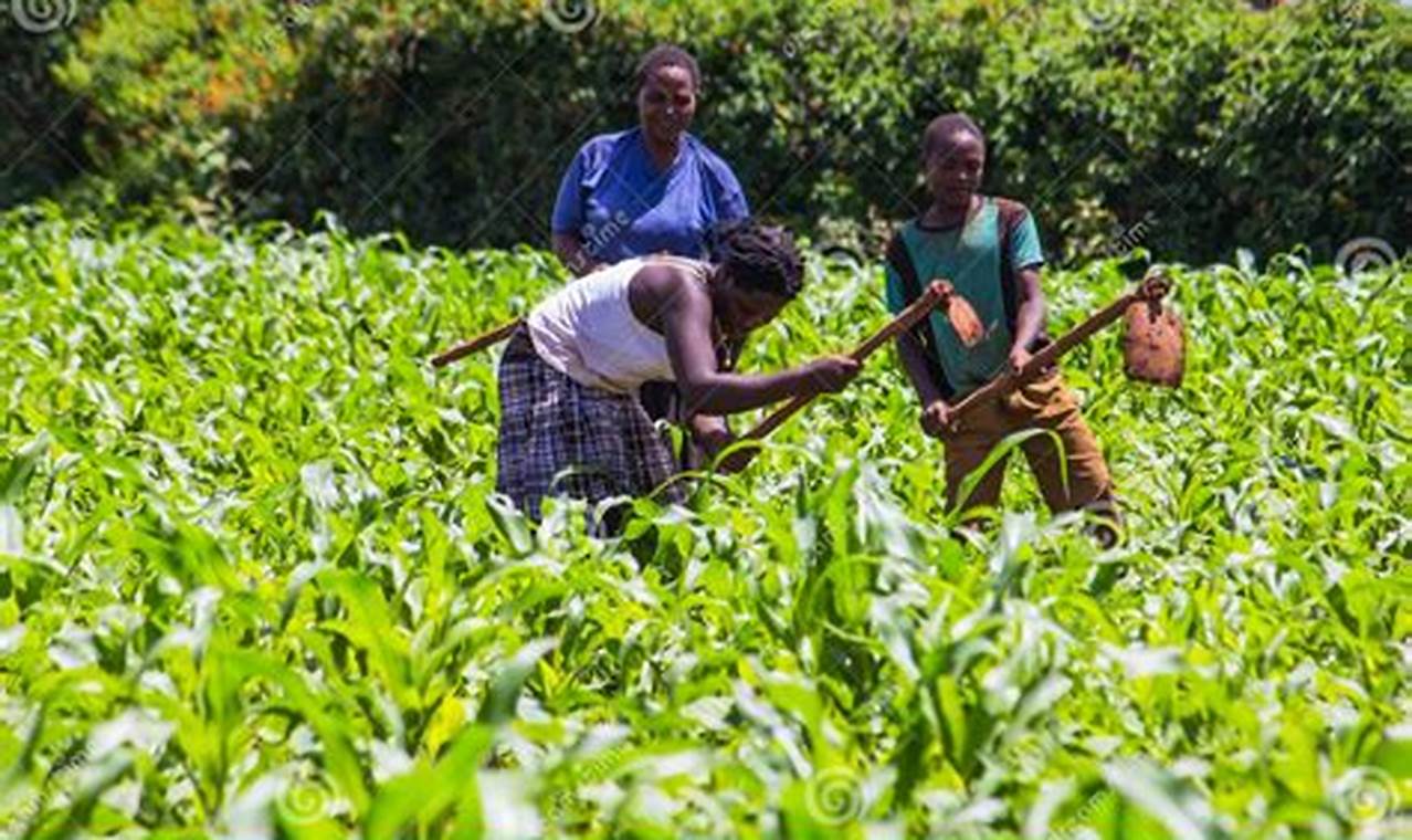 Precise Weeding Farm Solutions: Maximize Yields!