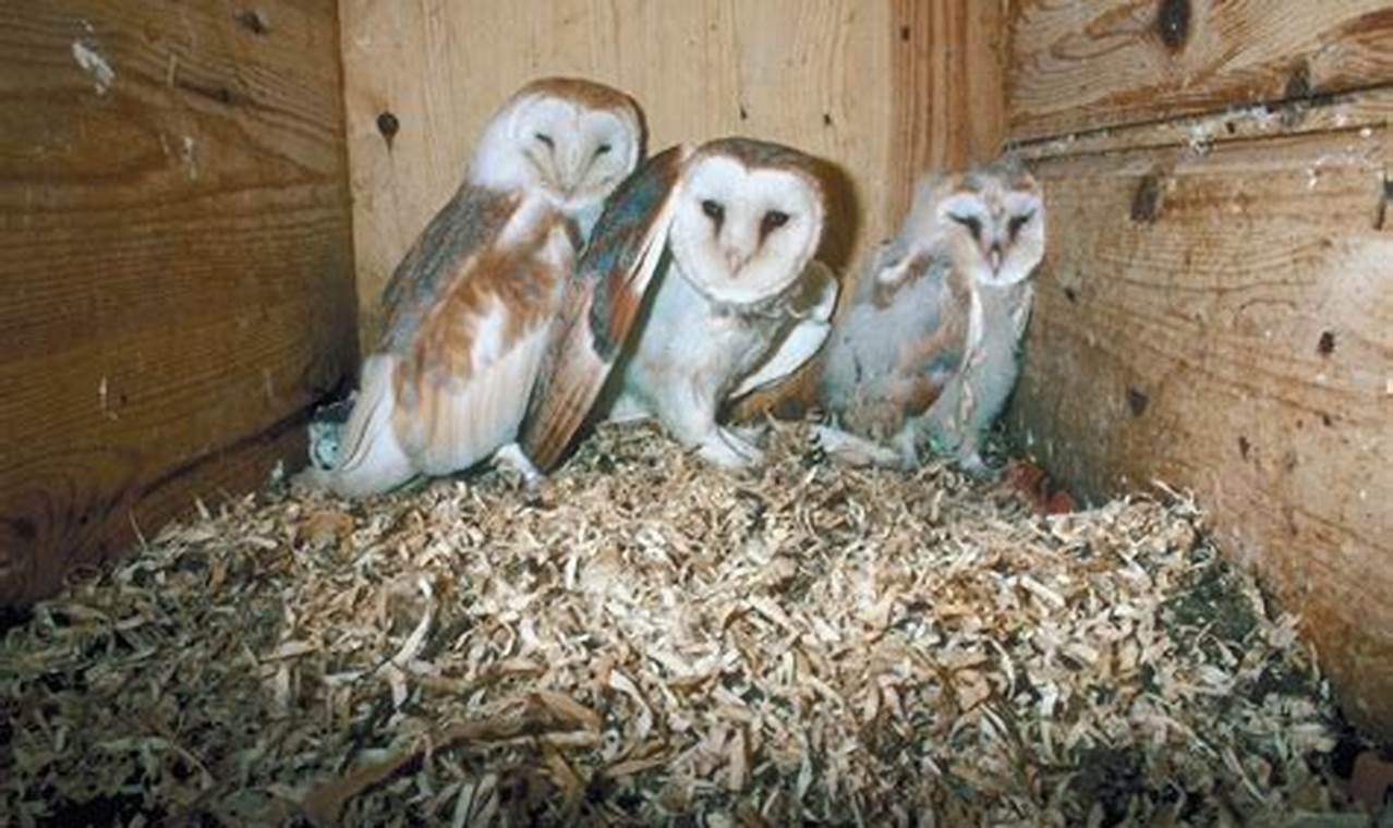 Is Owl Farming Viable? A Raptor's Role on the Farm