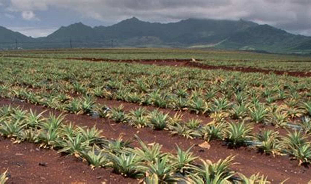 Explore a Pineapple Farm in Hawaii: Tours & More!