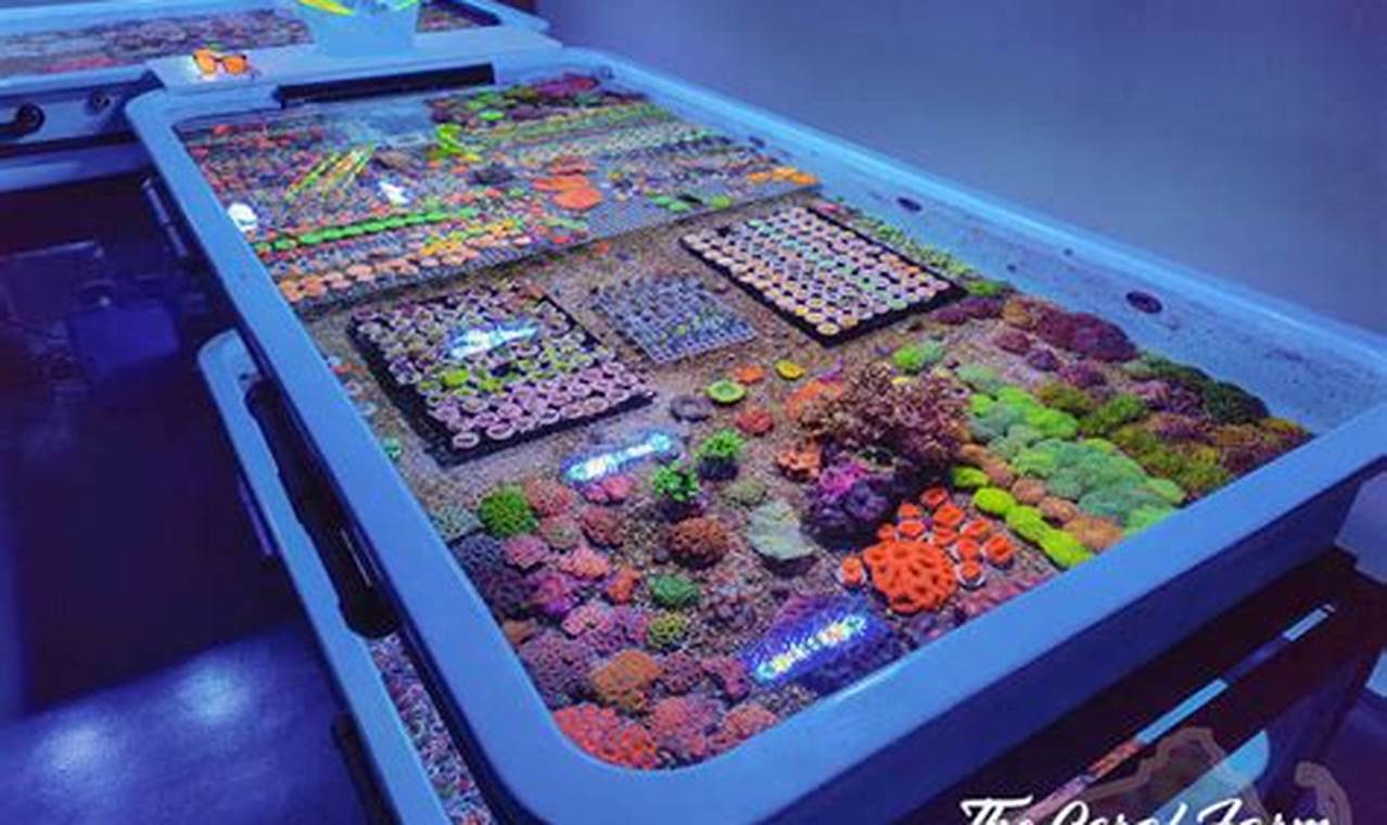 Sustainable Coral Farm Guide: Farming Reefs
