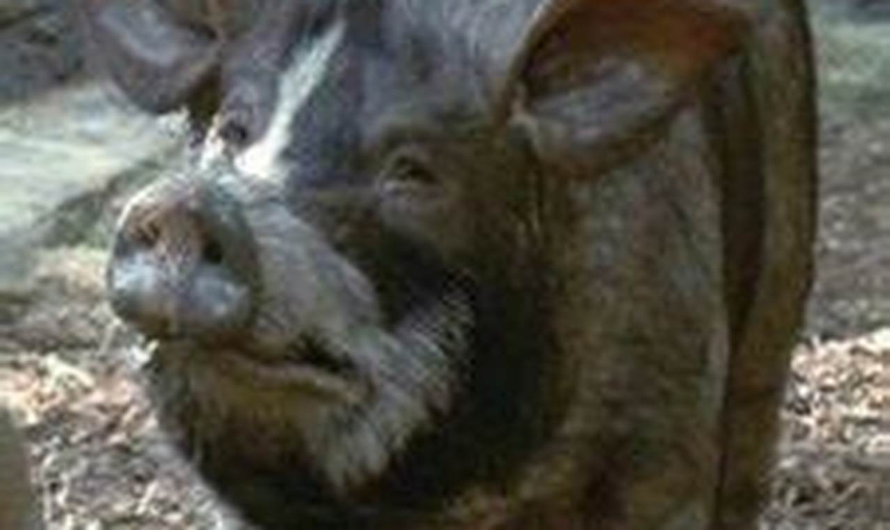 Animal Farm: Who is Minimus? Role & Analysis