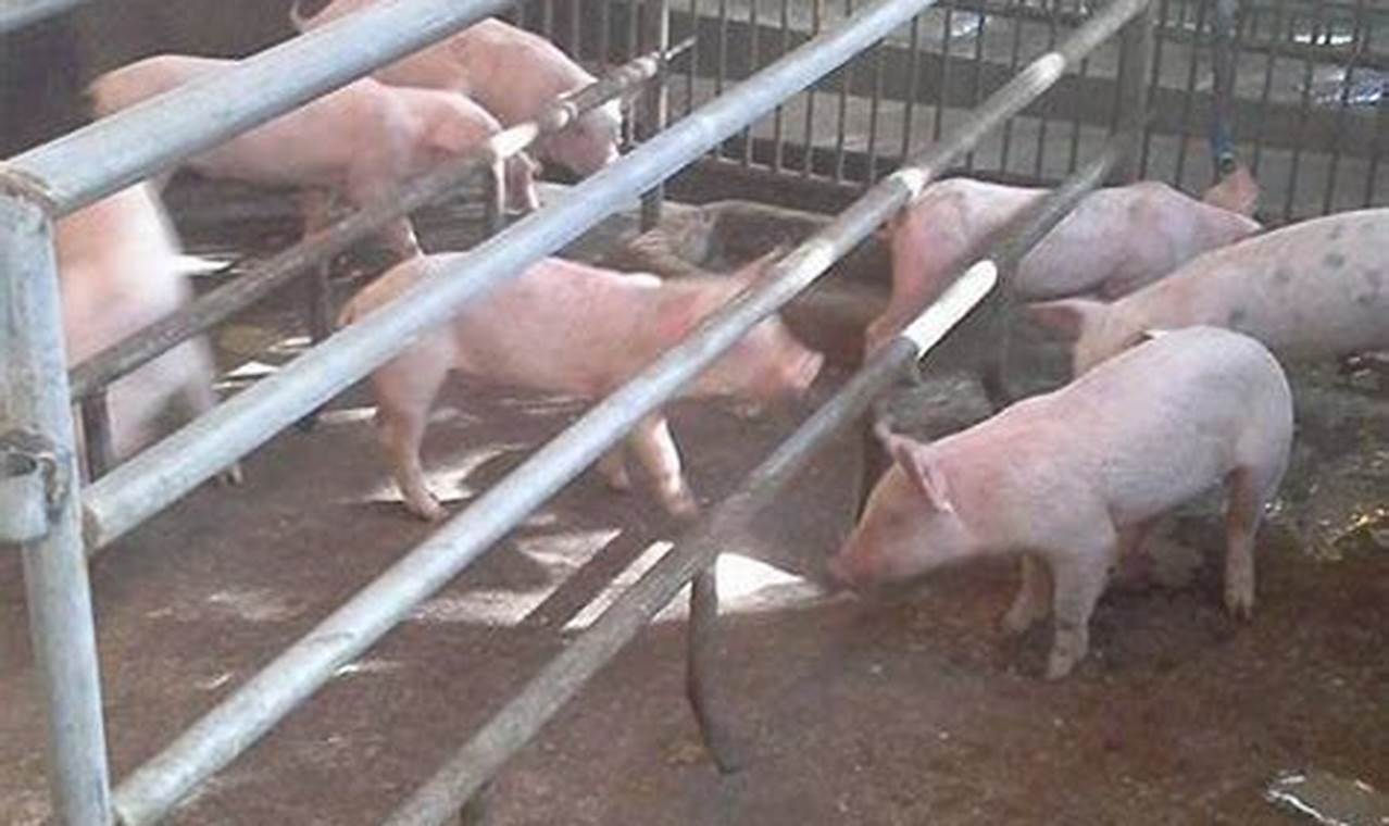 Find Your Pig Farm for Sale: Profitable Swine Farms!