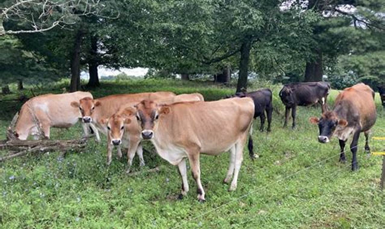 Your Guide to Copper Hill Farm Adventures