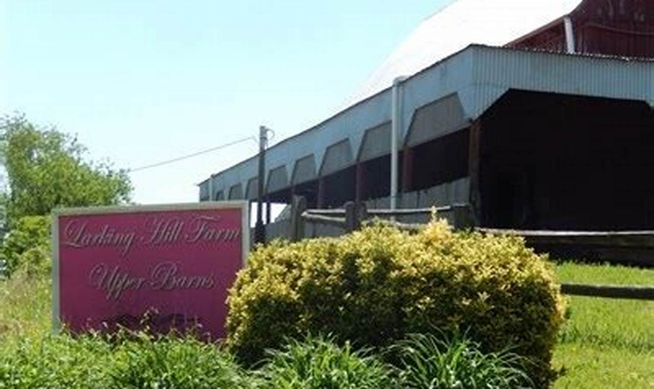 Visit Larkin Hill Farm: Equestrian Excellence Awaits