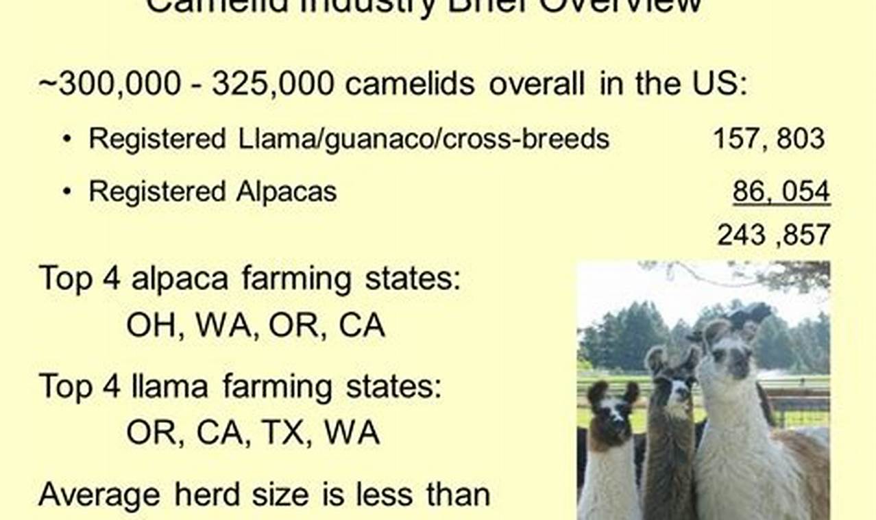 Camelid Farming: What Animals, Breeds & Industry Uses