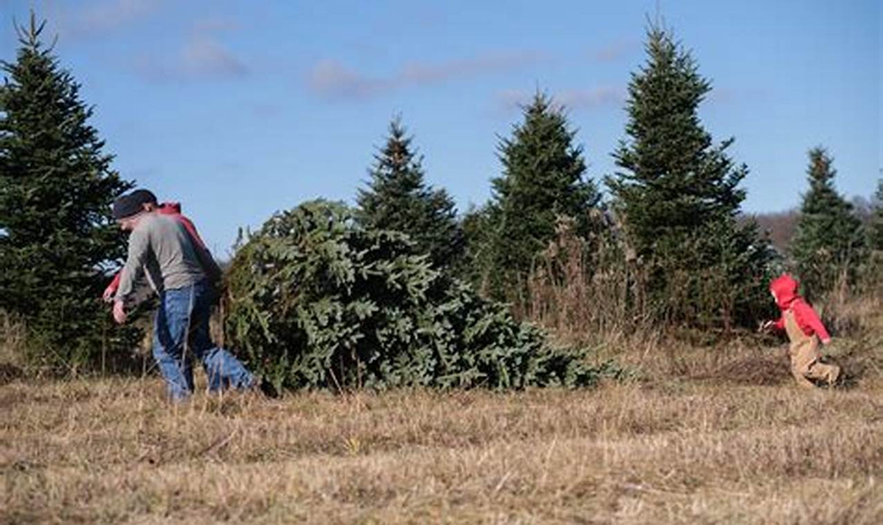 Visit Walsh Tree Farm: Your Perfect Christmas Tree!