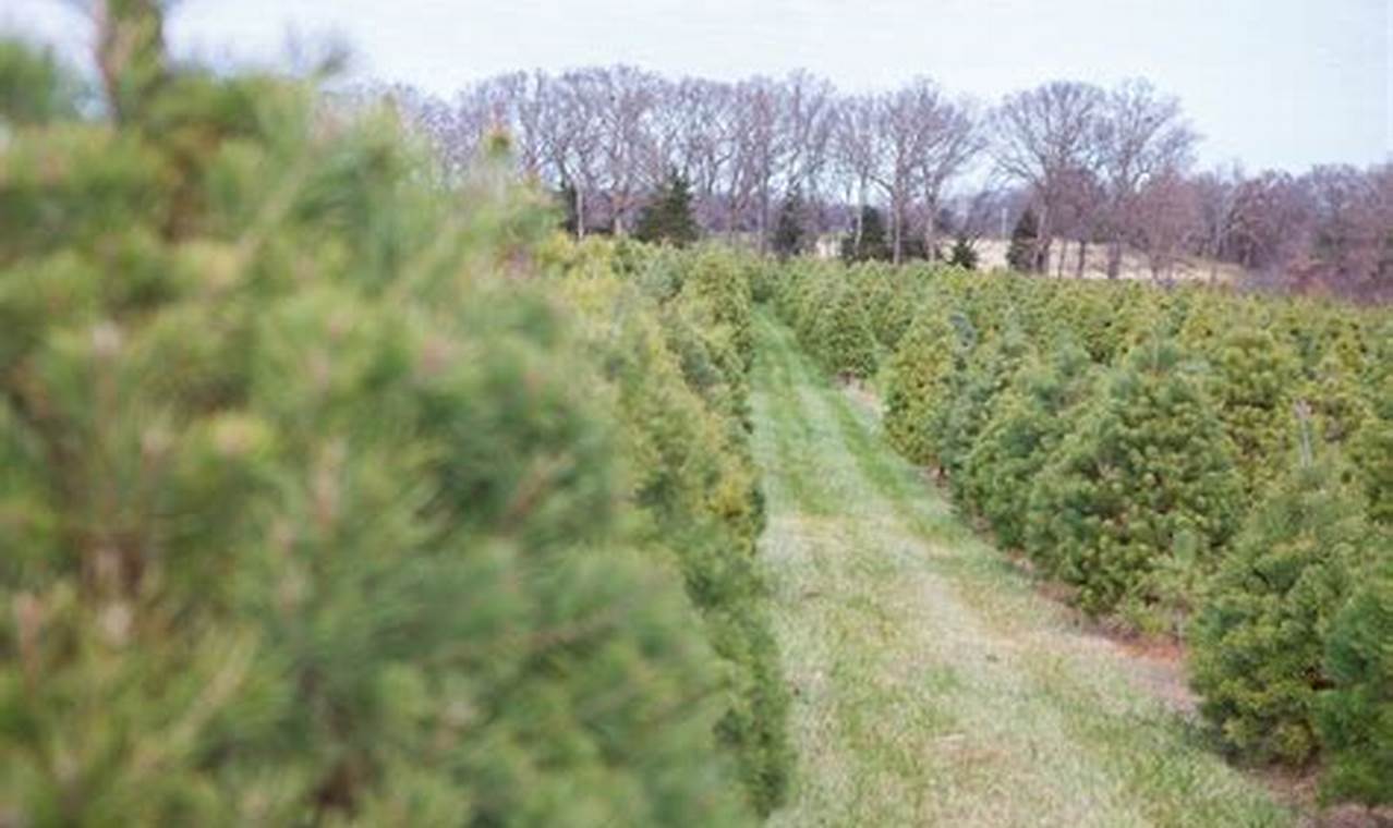 Visit Country Pines Tree Farm: Fresh Cut Trees!
