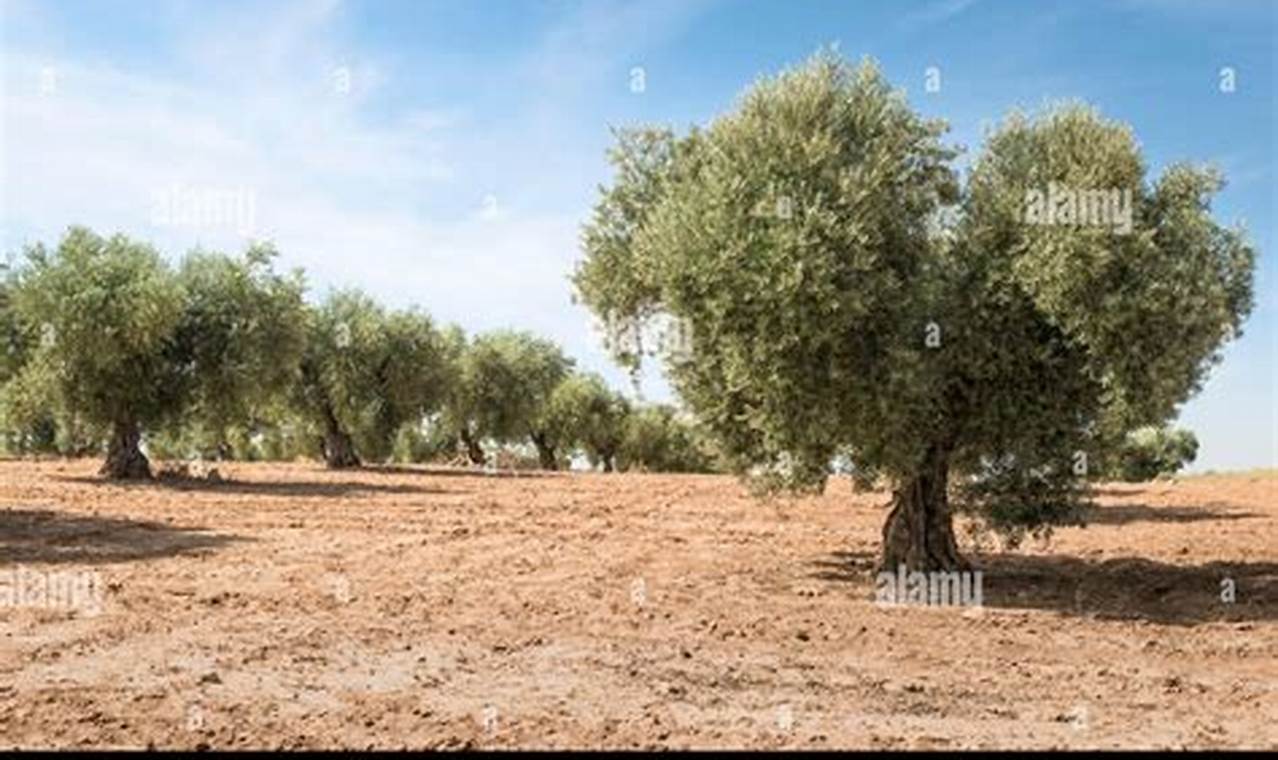 Growing Gold: Farming Olive Trees for Profit & Quality