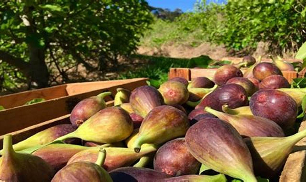 Growing Figs: The Complete Fig Tree Farm Guide